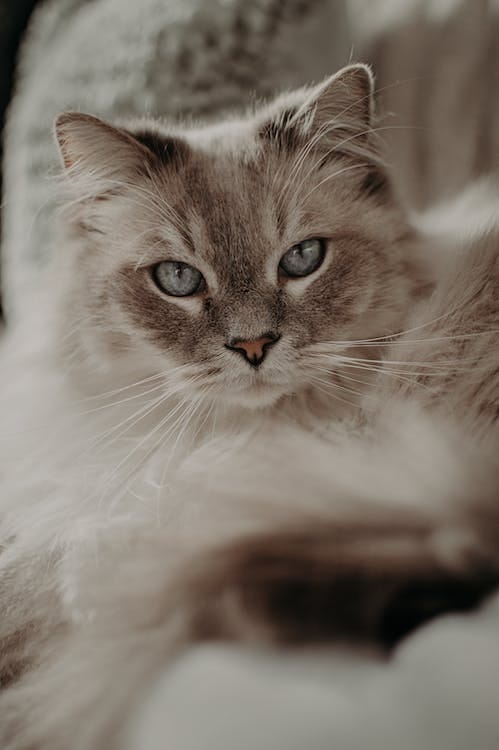How reliable is the pet for home? | by UX Content Writer | Jan, 2024 ...