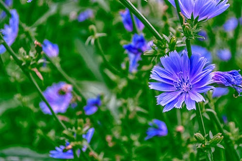 10 Magical And Most Powerful Medicinal Plants To Grow In Your Backyard ...