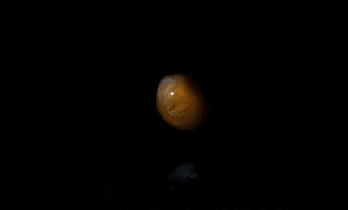 The Science Behind: Popcorn!. You shake the pot. You move the… | by ...