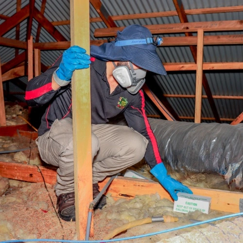 The Ultimate Guide to DIY Termite Control That Actually Works! | by ...