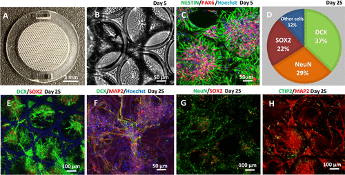 Recent Advances in Neural Scaffolding Development Techniques | by Kerry ...