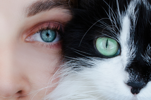 Life in a New Perspective: The Human Eye vs the Animal Eye | by ...