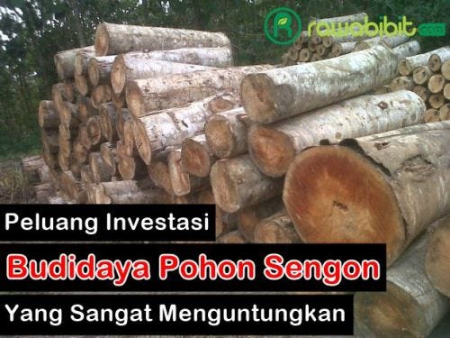Peluang Investasi dan Analisis Usaha Budidaya Pohon Sengon Yang Sangat ...