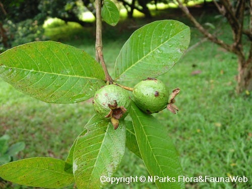 Psidium guajava L.. Jambu biji (Psidium guajava L.)… | by Faradiva ...