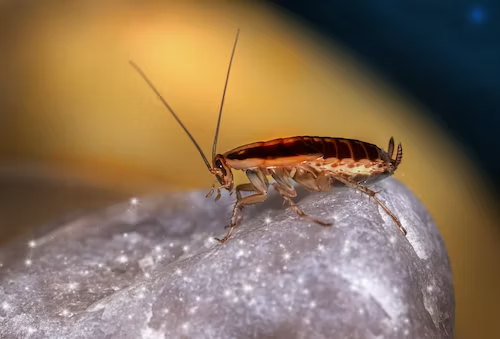 Effective tips to get rid of Cockroaches | by Brett Lieberman | Medium