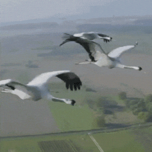 The difference between “emigrate,” “immigrate,” and “migrate” | by ...