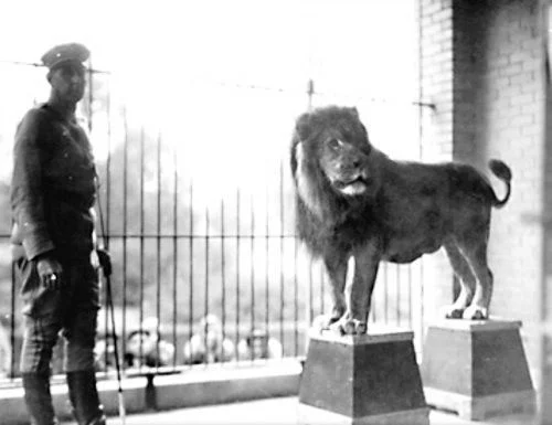 The MGM Lion. When it comes to Hollywood studios, the… | by Emily ...