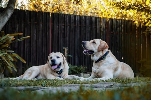 Why Installing Wireless Indoor Dog Fences Is The Best Decision That You ...