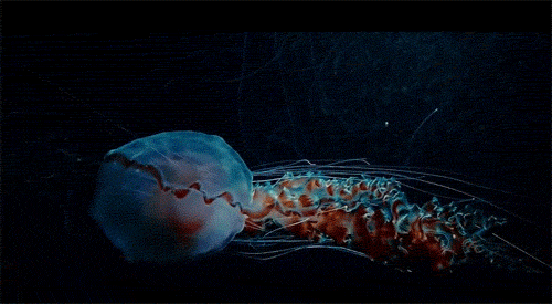unique sea creatures. As most people know there are plenty of… | by ...