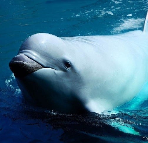 Are Beluga Whales Dangerous? Discover The Truth | by Animal Learns | Medium