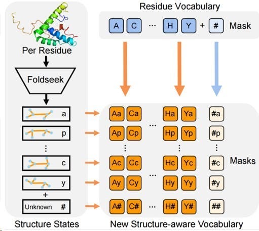 Structure-enhanced Protein Language Model with Discrete Structural ...
