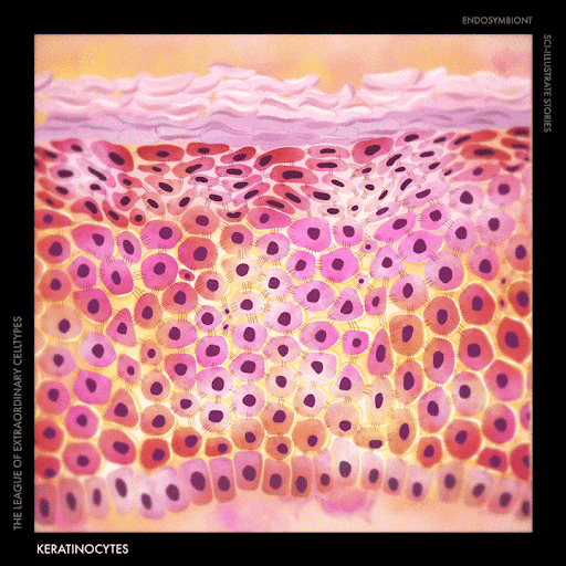 Keratinocytes. The sentinels of our skin | by Sci-Illustrate | Sci ...