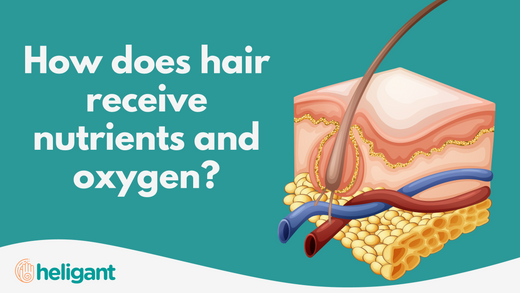 How do hair receive oxygen and nutrients? | by www.heligant.com | Dec ...