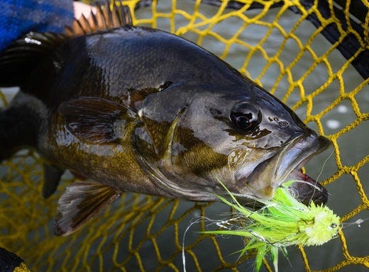 Smallmouth on the Fly: Targeting Smallmouth Bass the Various Seasons ...