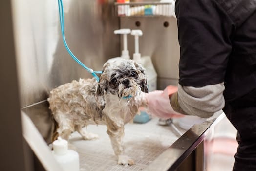 The Ideal Bathing Schedule for Dogs: Striking the Perfect Balance | by ...
