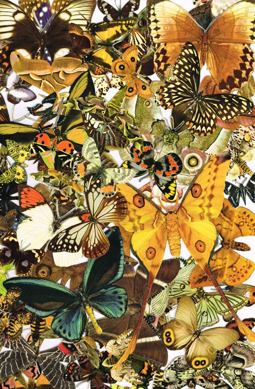 The Butterfly Effect: Life and Regrets | by Sreya | Medium