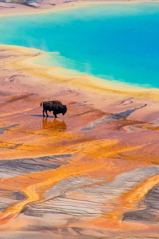 A bison crossing the Grand Plasmatic Spring in Yellowstone National Park - John Smith ...