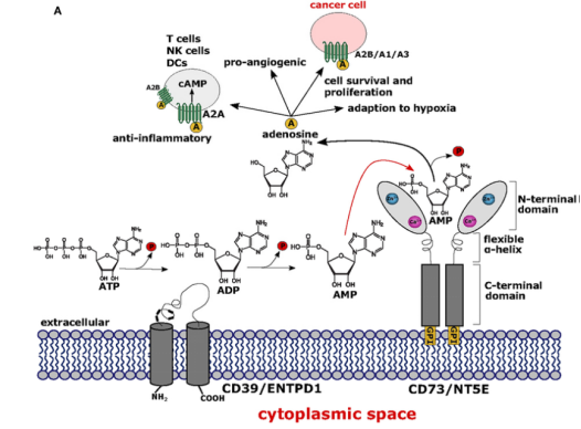 Unveiling the Role of CD73: A Key Player in Immune Regulation and ...
