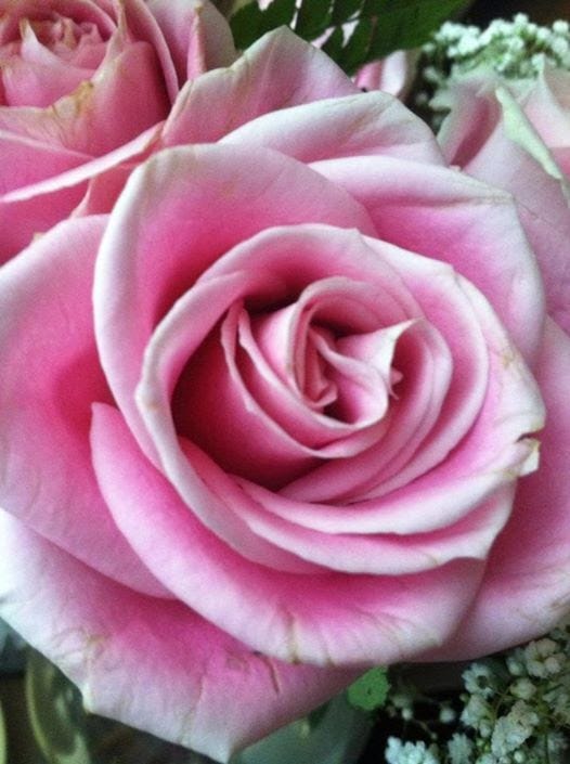 Pink Rose Picture Writing Prompt. What Are Writing Prompts | by Rebecca ...