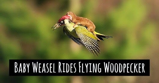 Weasel Rides Woodpecker in Viral Photo — But Is It Real? Can weasels ...