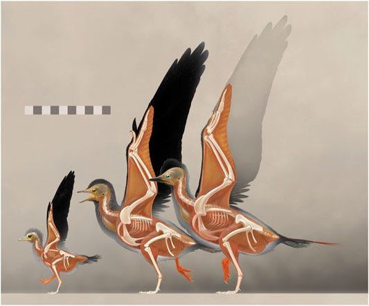 Study finds selection for parental care in birds during the KT event ...