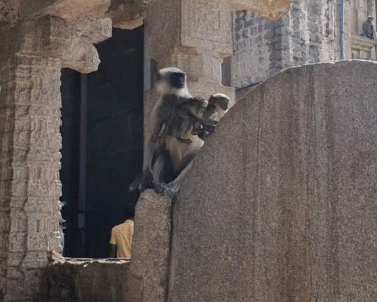 The Captivating Monkeys of Hampi | by The Wandering Thinker | Medium