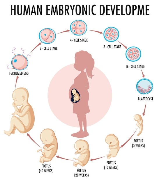 Bridging the Gap Between Science and Art: The Beauty of Embryology ...
