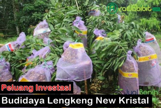 Peluang Investasi dan Analisis Usaha Budidaya Lengkeng New Kristal Yang ...