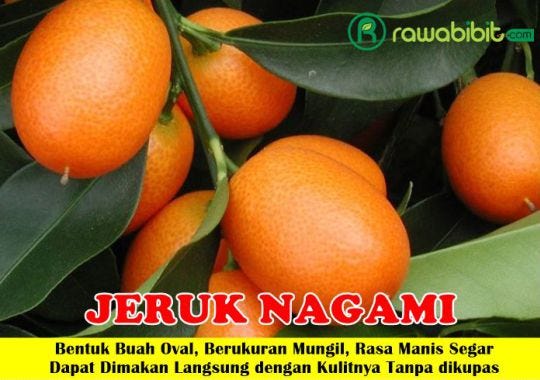 Bibit Jeruk Nagami — Bibit Tanaman Jeruk Unggul Dari Jepang Dengan ...