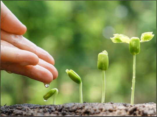 How Complex Systems are born? An analogy with ecosystems. | by ...