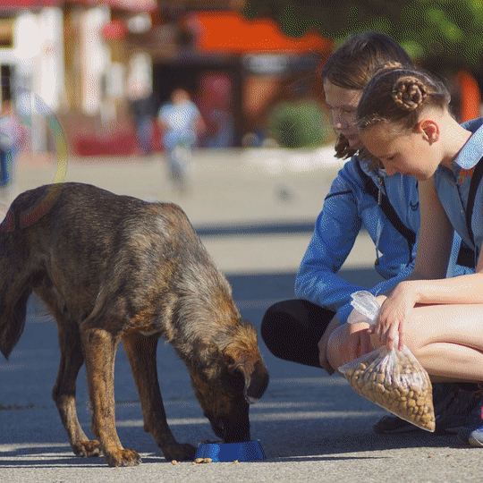 Help Animals - Dream1 Token - Medium