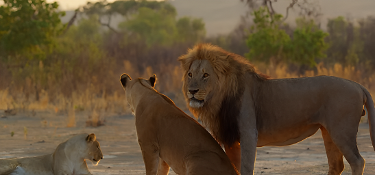 How Long Can A Lion Go Without Eating? | by Animal Learns | Medium