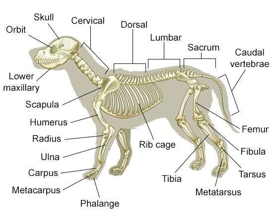 https://issuu.com/randishman1/docs/anatomia_del_perro | by Ry Go Ví ...