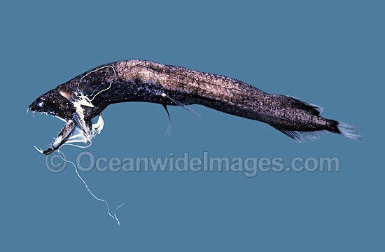 Stoplight Loosejaw: The Bottom-Dwelling Dragonfish — deepseawonders.net ...