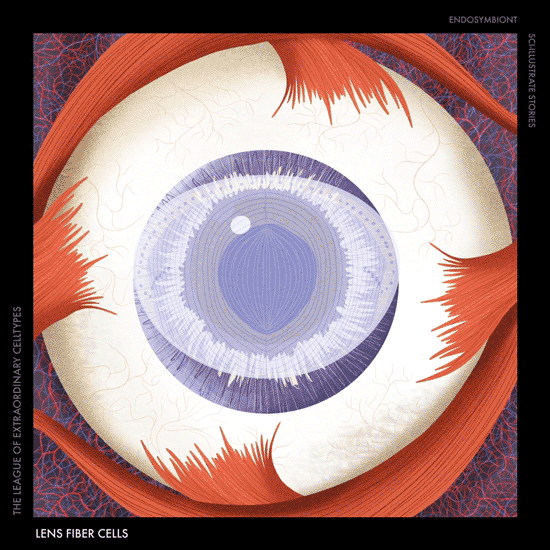 Lens Fiber Cells. Gatekeepers of the eye that focus on… | by Sci ...