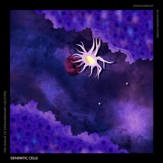 Dendritic Cells. Stars that guide the defense response | by Sci ...