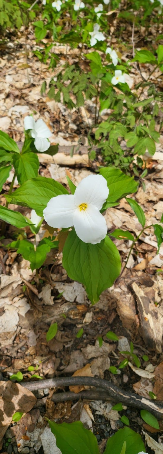 The Trillium’s Secret: A Quiet Crown of the Canadian Spring | by Andrii Klymenko | Medium