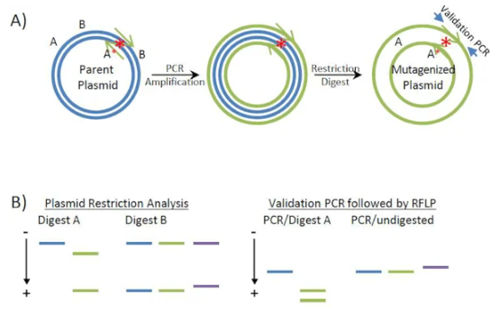 Syn Bio — p.19: Gene Editing and Mutagenesis: Sculpting Plasmids with ...