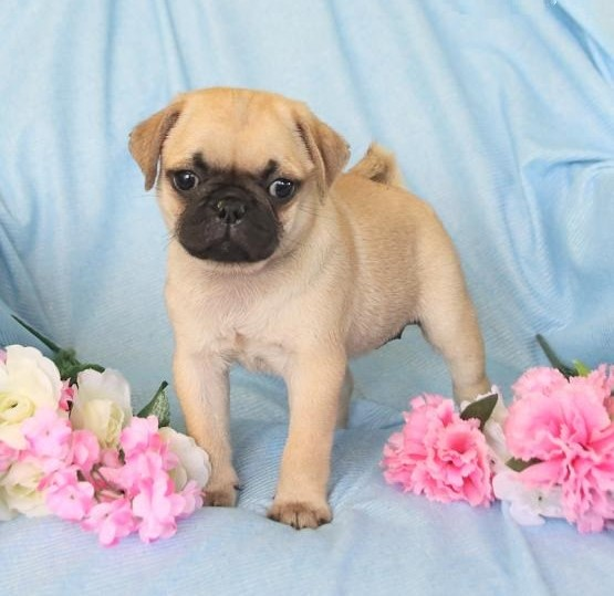 Adorable Female Pug Puppies: Your New Best Friend Awaits! | by Lily ...