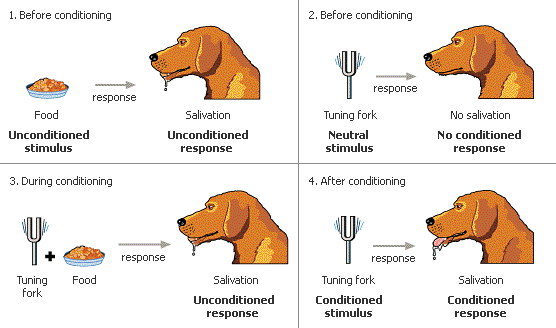 Behaviorism and Dog Training. The theory of Behaviorism states that ...
