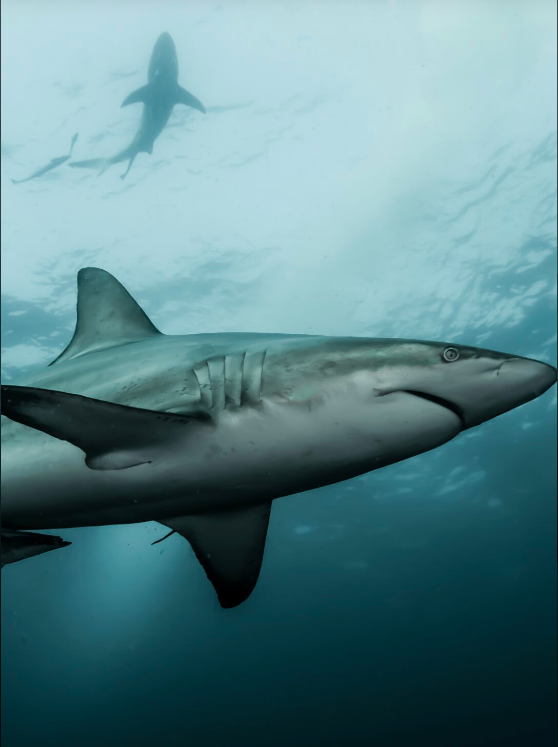 Fascinating Story of Rosie the Shark: Abandoned Relic to Rescued ...