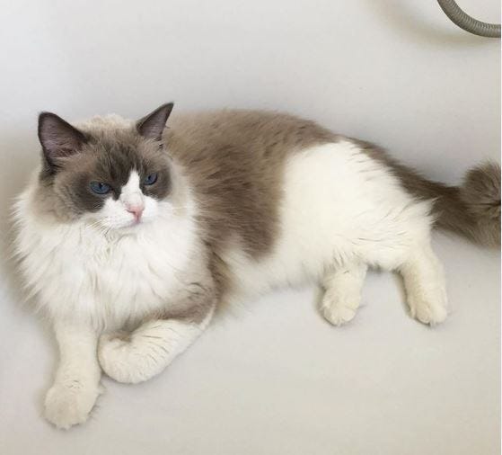 Do Ragdoll Cats Scratch Furniture? Tips to Protect Your Home - Ragdoll ...
