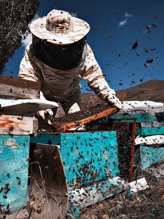 Swarm Of Emotions. We all are beekeepers | by E. Darian | Soul Magazine | Nov, 2023 | Medium