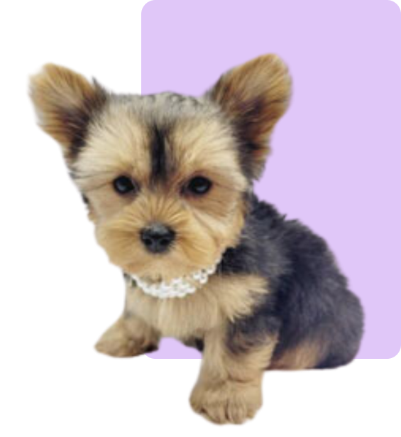 Yorkies for Sale: Finding Your Perfect Yorkie Puppy | by Maxine's ...