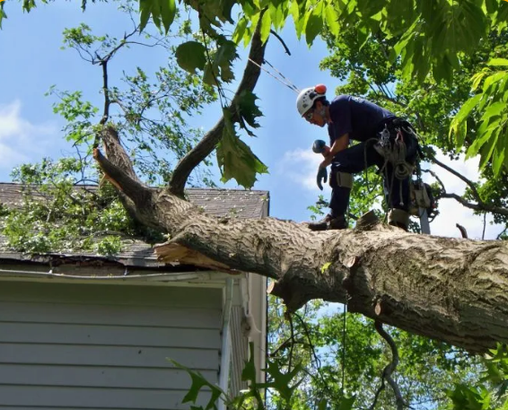 Transforming Your Trees: The Importance of Tree Trimming & Pruning | by ...