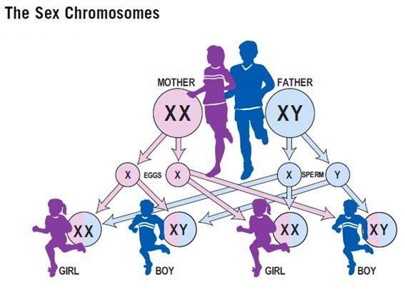 Gender Maths And The Genetics Behind It. | by Mkpouto Pius | Medium