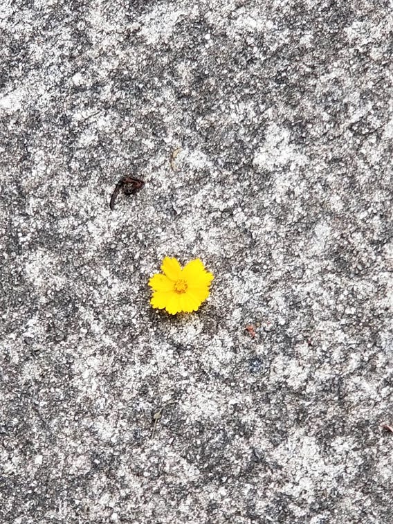 Irony. A Nature Haiku | by Dennett | Medium