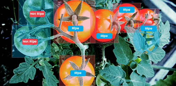 AI Applications in Agriculture. From automated pest and plant disease ...