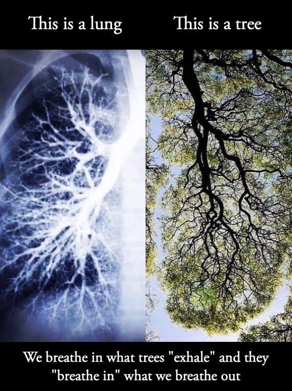 Similarities between the human body and nature | by TheSkillsGrowth ...