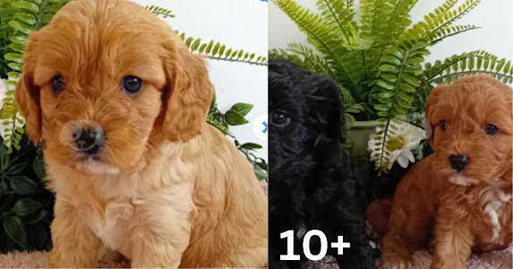 Stunning cavapoo puppies, both mum and dad are dna health tested clear ...